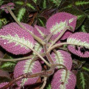Episcia lilacina – Pronativas