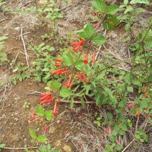 Russelia sarmentosa – Pronativas