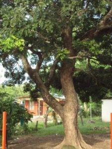 Andira inermis – Pronativas