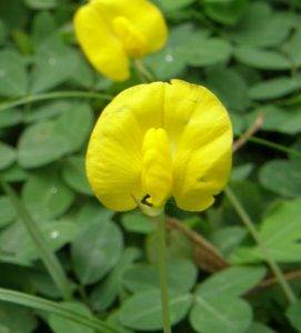 Manicillo, Maní Forrajero – Pronativas