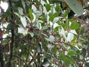 Ficus Colubrinae – Pronativas