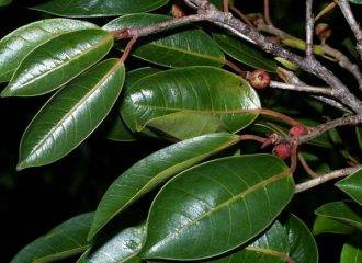 Ficus pertusa – Pronativas